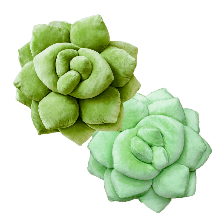 Lil' + Big Pop Succulent Bundle – Green Philosophy Co.